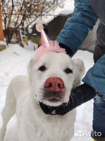 Спаси Беляша из приюта