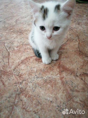 Кошки