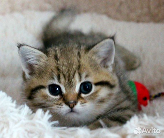 Золотая Тигровая британская девочка