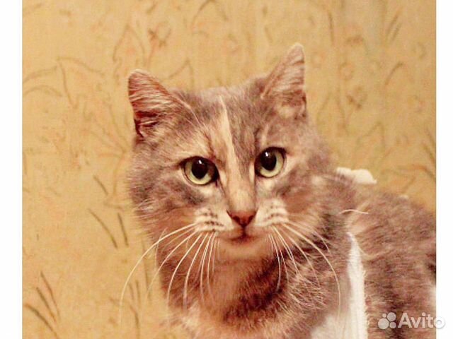 Кошка Матрёшка