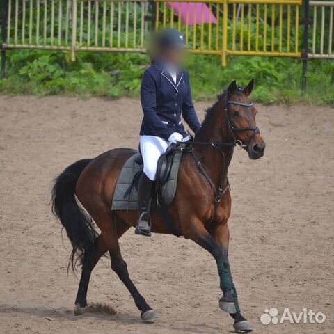 Лошадь 140 см в холке Спортивная Конкур+ Выездка