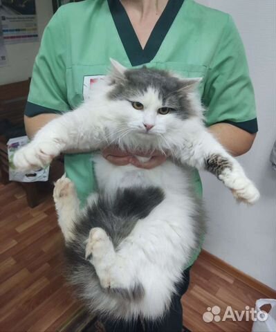 Пушистик Сержик в ветклинике