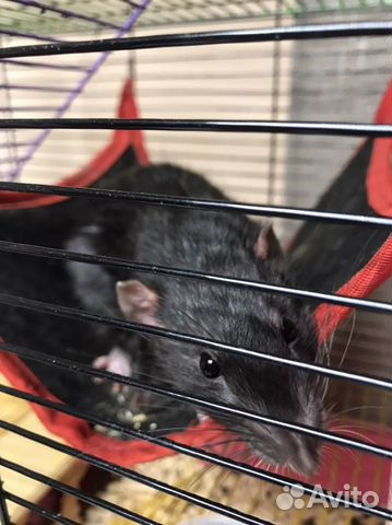 2 крысы дамбо