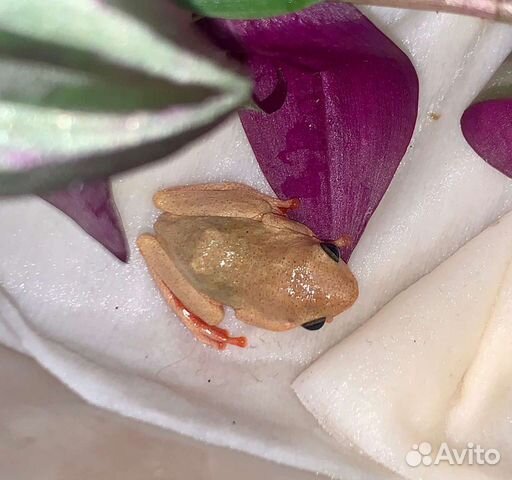 Лягушки в террариуме