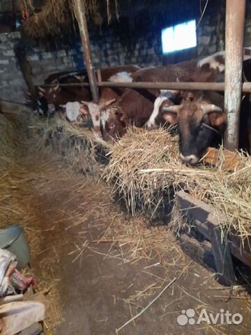 Быки на мясо