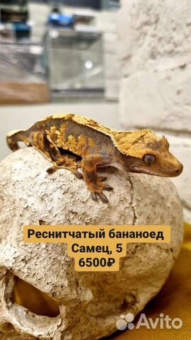 Реснитчатый бананоед