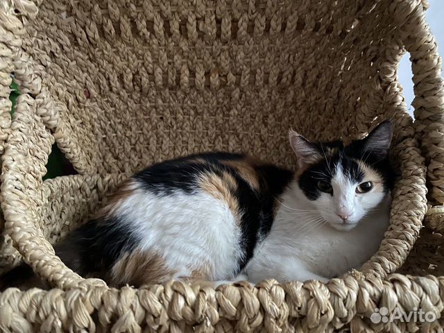 В добрые руки