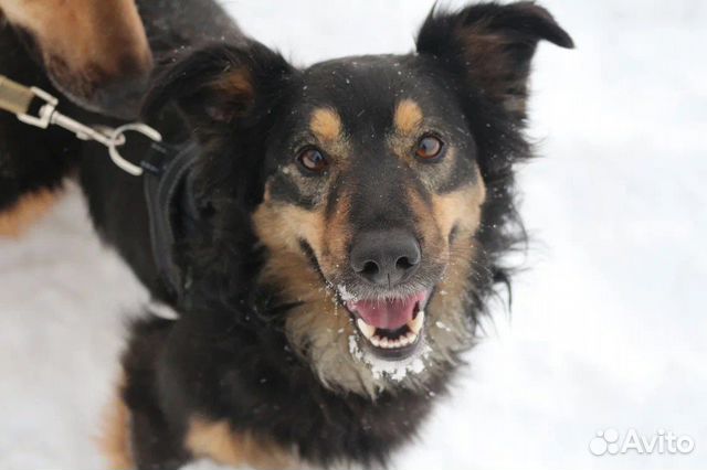 Берта в добрые руки