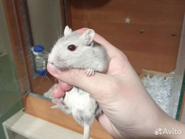 Песчанка с клеткой