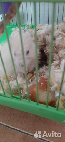 Сирийский хомяк