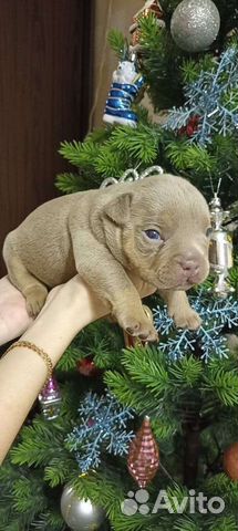 Американский булли покет