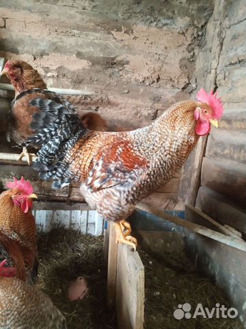 Петух Белифильдер 6 месяцев