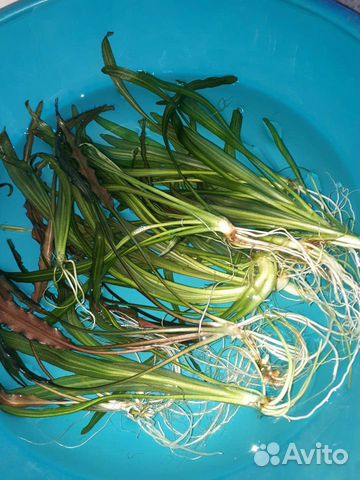 Эхинодорус меченосцы 10 шт