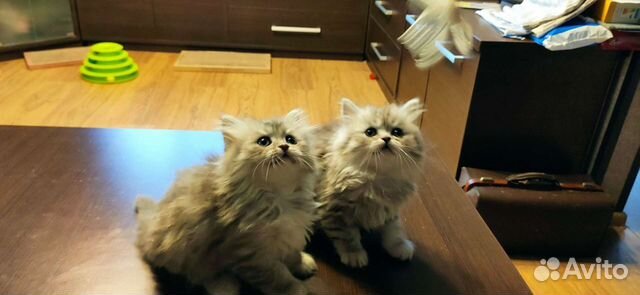 Два лохматых чистокровных шотландца