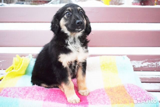 Щенок Герда 3 мес