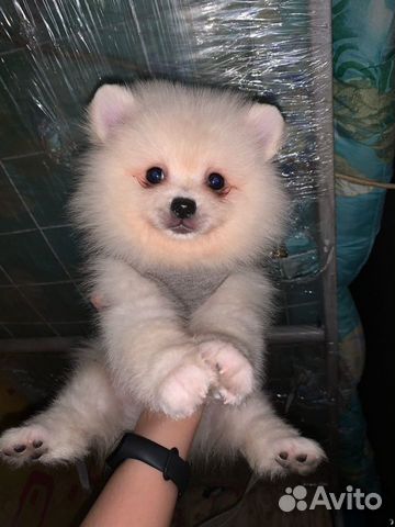 Собачка шпиц