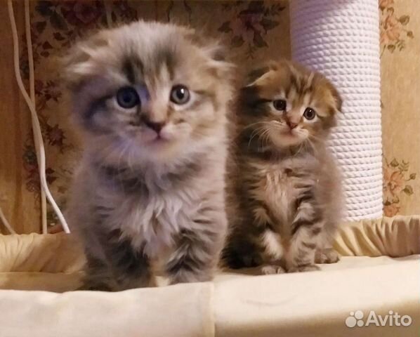 Шотландские вислоухие котята