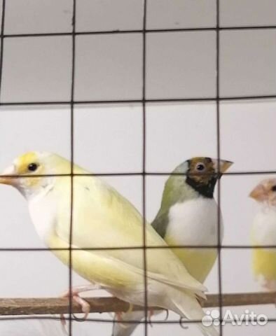 Амадины гульда