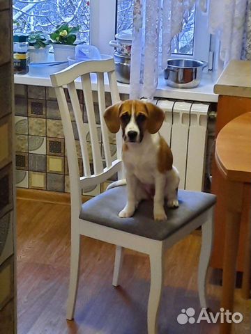 Щенок 5 месяцев метис бигля