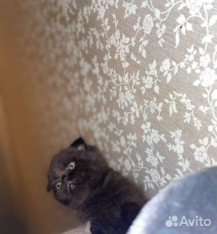 Персидские котята