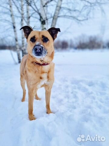 Собака в добрые руки. Юлька ищет дом