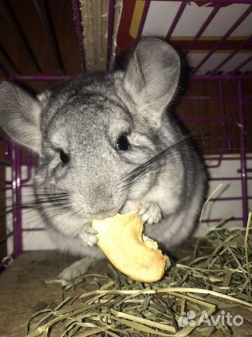 Шиншилла девочка 5 мес