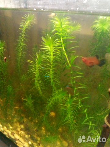 Аквариумное растение