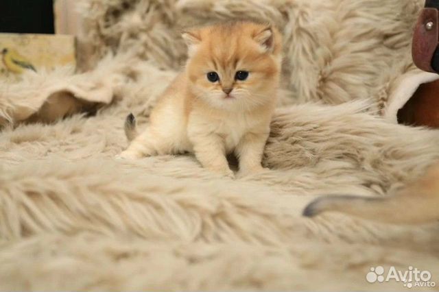 Клубные золотая шиншилла британцы