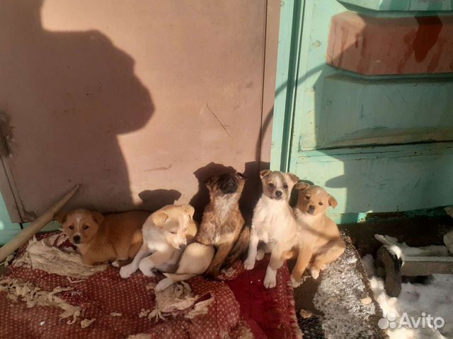 В добрые руки