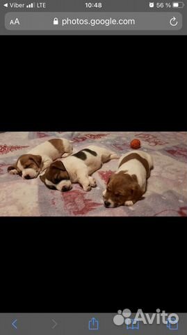 Собака в добрые руки щенки