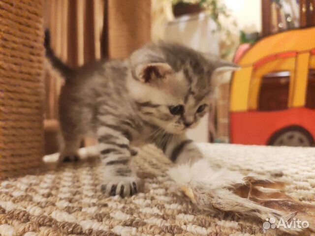 Котенок