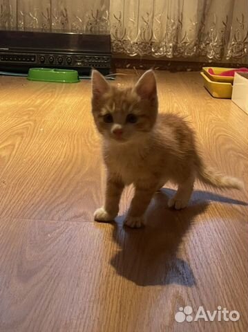 Котик в добрые руки