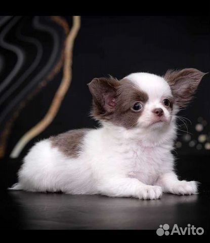 Чихуахуа мини мальчик