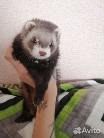 Хорек с клеткой