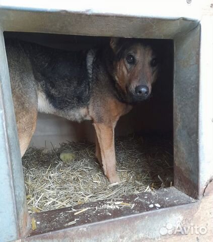 Комета умрёт от одиночества