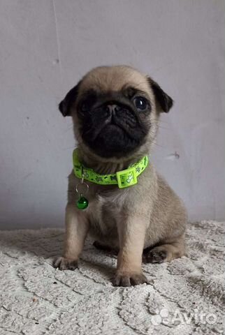 Мопсопацан