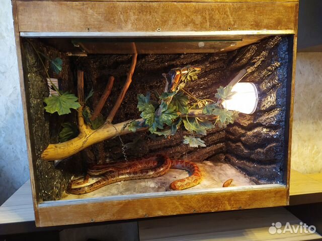Маисовые полозы с террариумом
