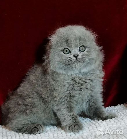 Девочка хайленд