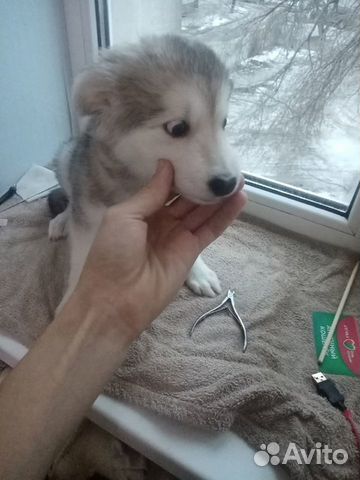 Маламут метис (сука)