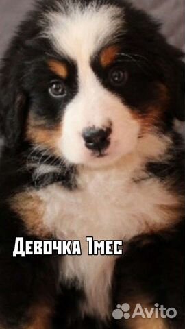 Бернский зенненхунд
