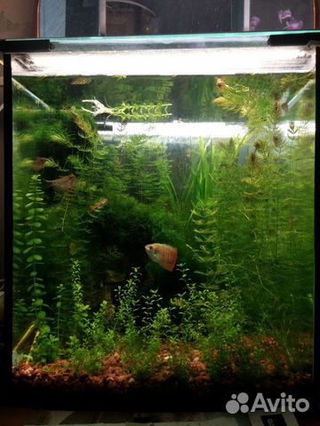 Аквариум куб 50 литров
