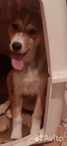 Собака в добрые руки щенок