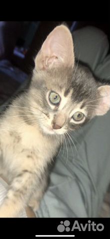 Абиссинские котята