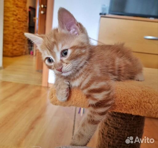 Котёнок курильского бобтейла