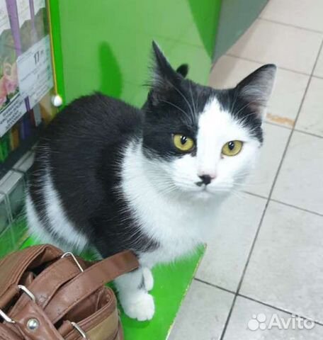 Котенок в дар