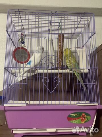 Птицы с клеткой