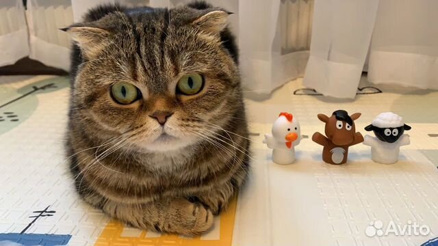 Шотландская кошка ищет дом