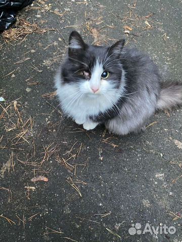 Кошка