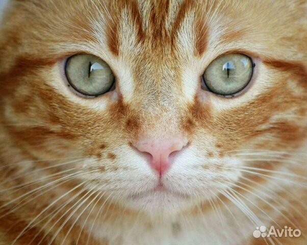 Котенок Персик позитивный