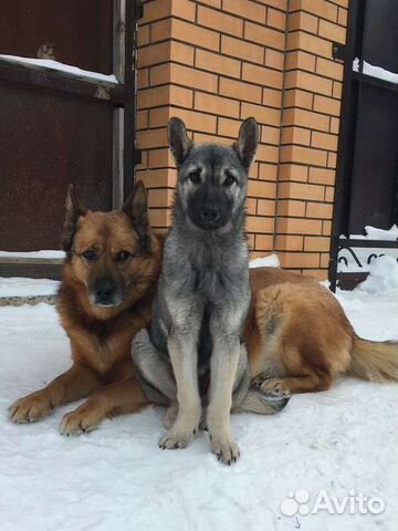 Щенок 6 месяцев на охрану